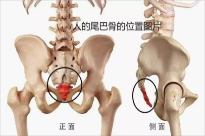 人的尾巴骨在哪个位置图片